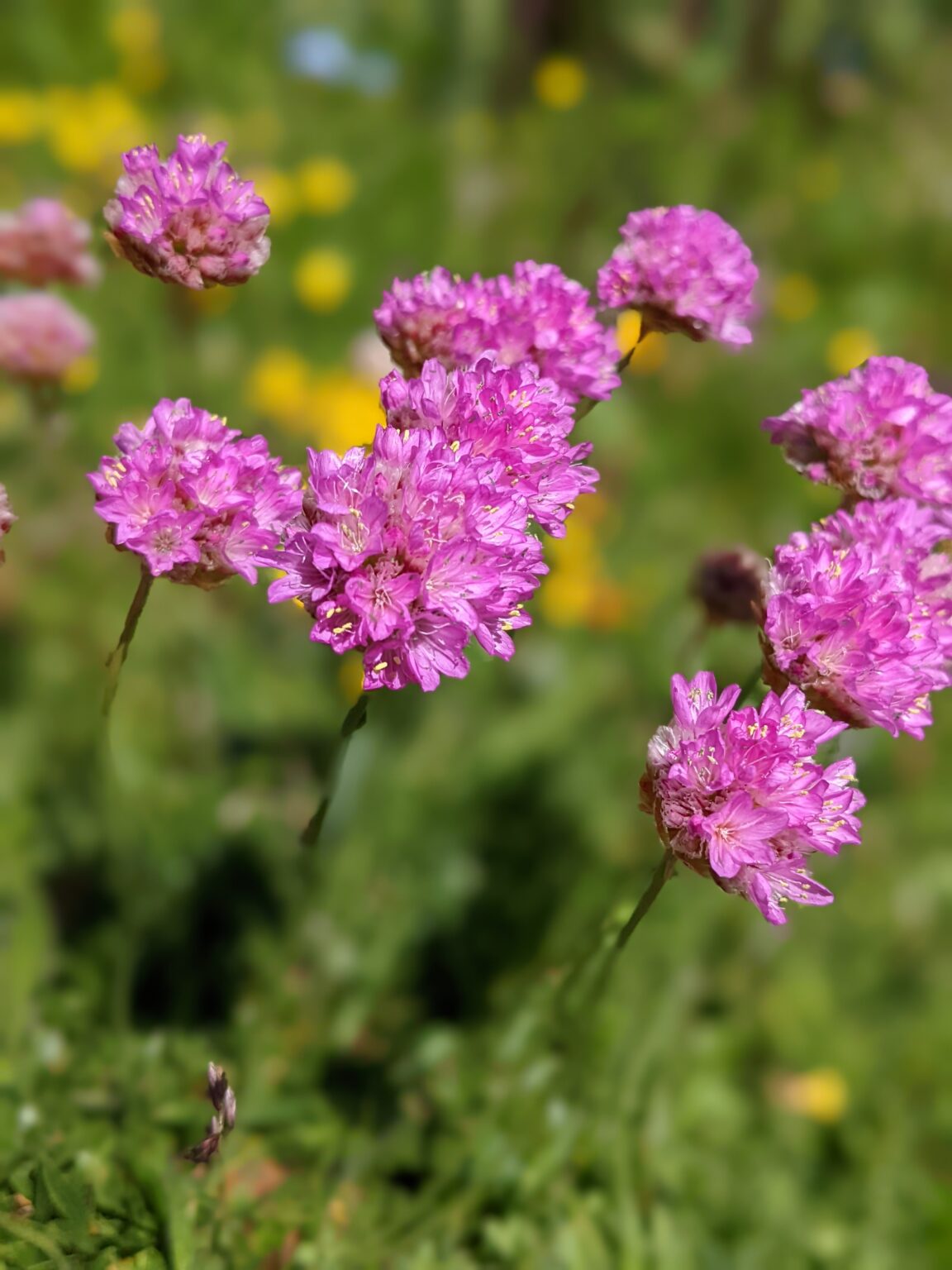Tour du Mont Blanc en 8 jours - GR TMB - Étapes et récit