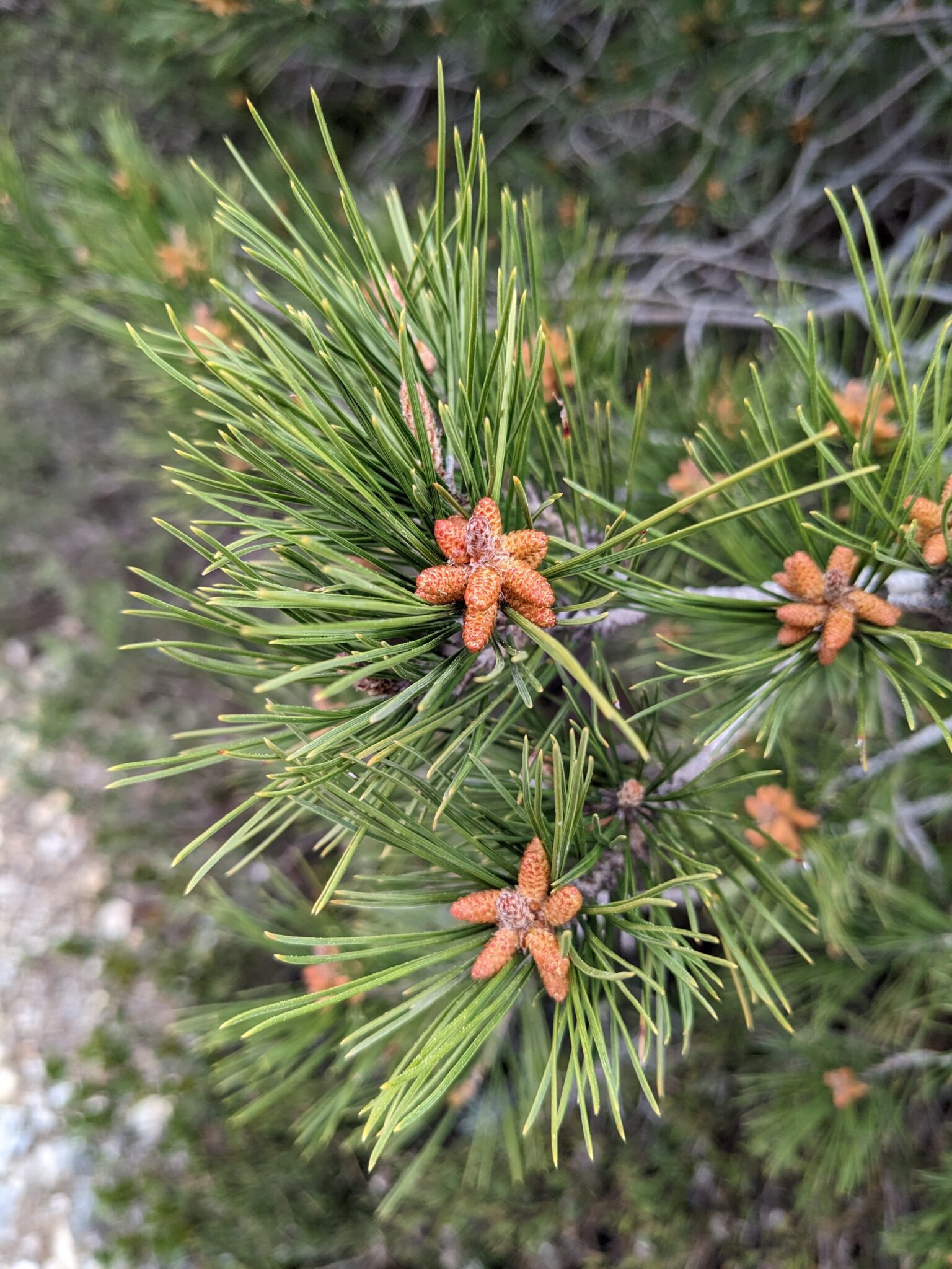 GR 98-51 Calanques Marseille-Cassis en 2 jours