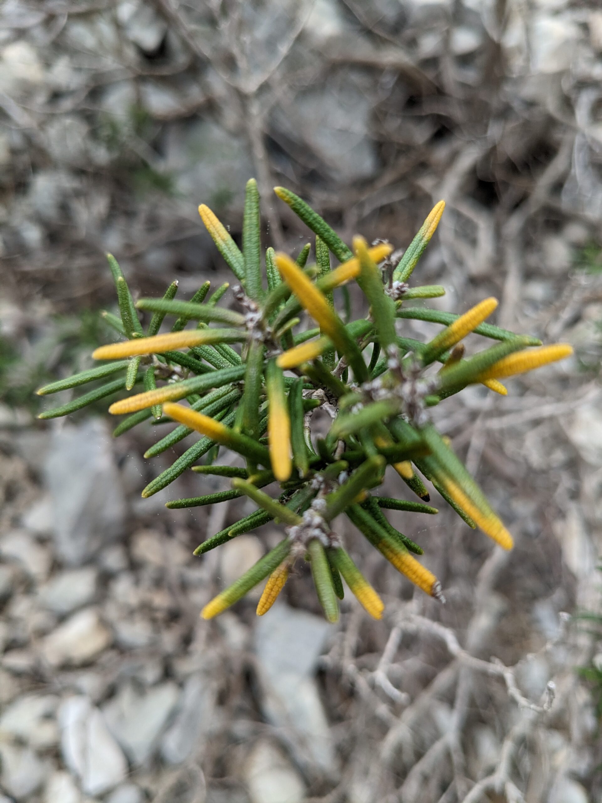 GR 98-51 Calanques Marseille-Cassis en 2 jours