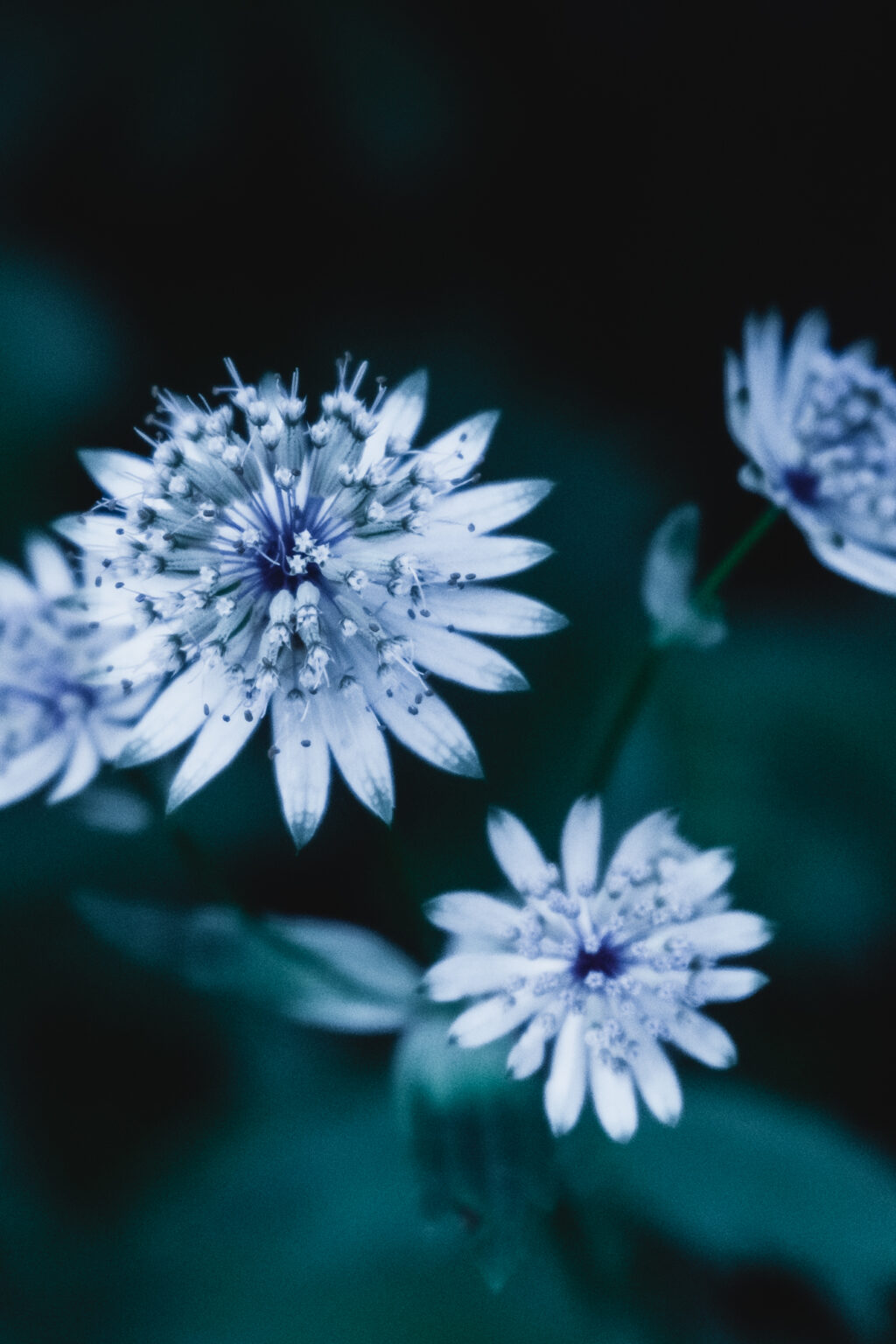Le guide ultime du GR54 - Tour des Écrins
