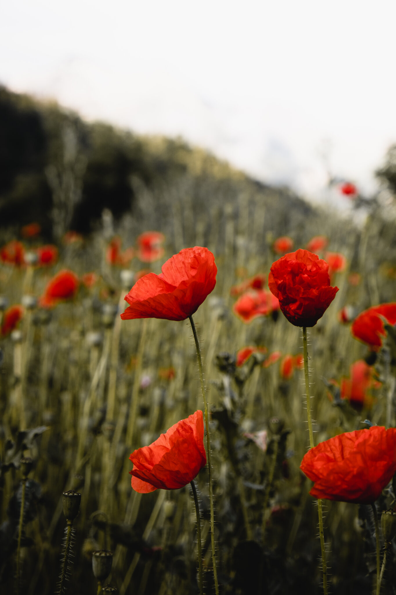 Tour des Écrins en 9 jours - GR54 - Étapes et récit